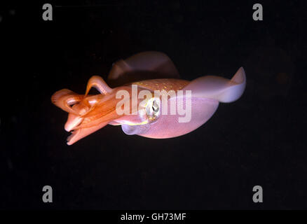 Bigfin Reef Squid, Oval Squids (Sepioteuthis lessoniana), Roatan ...