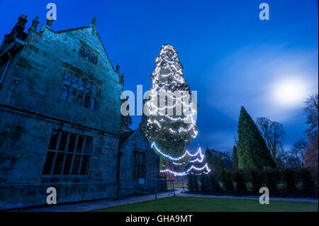 The UK's largest Christmas tree, a sequoia, in the grounds of Wakehurst ...