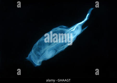 Aggregate salp (Cyclosalpa bakeri) Sea of Japan, Far East Stock Photo ...