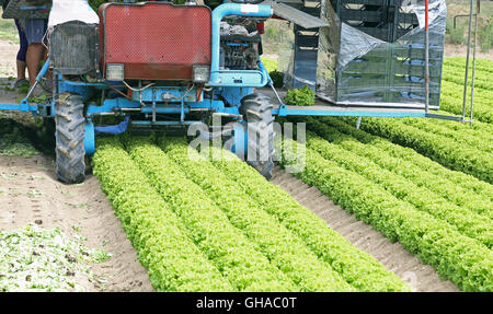Lettuce harvesting equipment in the field Stock Photo: 54767990 - Alamy