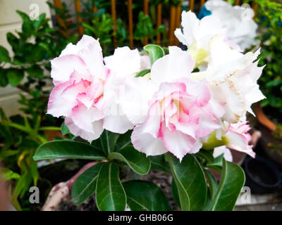 Tropical flower Pink Adenium. Desert rose on isolated white background ...