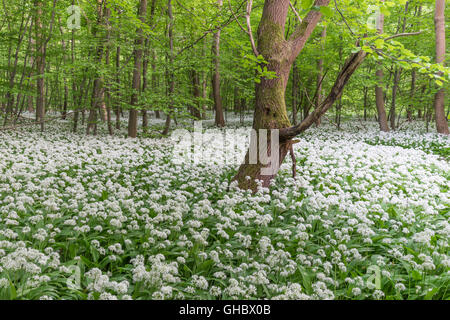 Germany, Lower Saxony, Wolfenbuettel, Elm-Lappwald Nature Park, wild ...