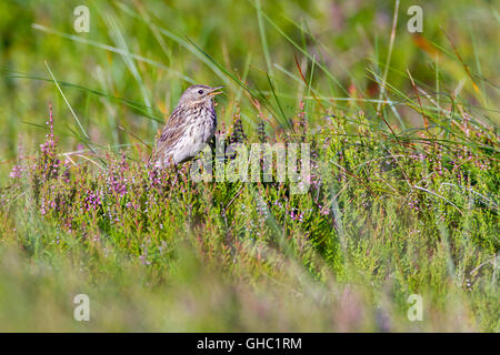 Rock Pipit - Anthus petrosus - Motacillidae- adult bird standing on a ...