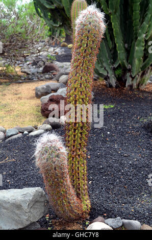 Long cactus with long needles Stock Photo - Alamy