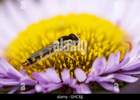 Hoverfly Sphaerophoria interrupta adult feeding on garden flower Stock ...