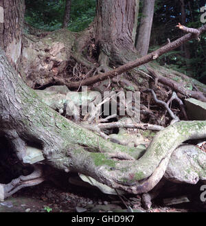 Knotted, gnarled tree roots Stock Photo - Alamy