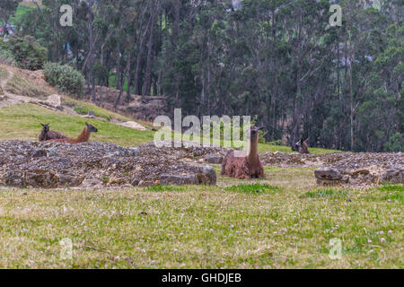 Group of llamas resting at grass at Ingapirca, Ecuador Stock Photo - Alamy