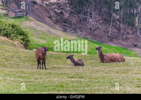 Group of llamas resting at grass at Ingapirca, Ecuador Stock Photo - Alamy