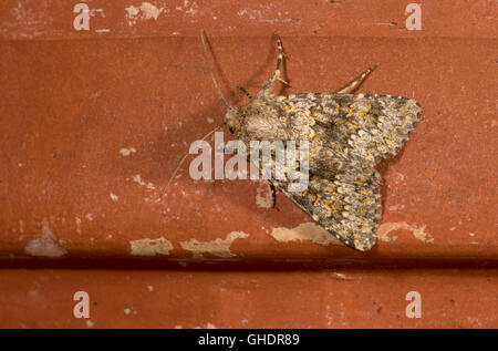 Small Ranunculus (Hecatera dysodea), a moth until recently extinct in ...