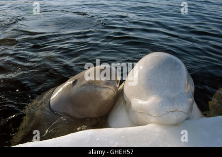 Two young Beluga whales in the ice-hole. White whale (Delphinapterus ...