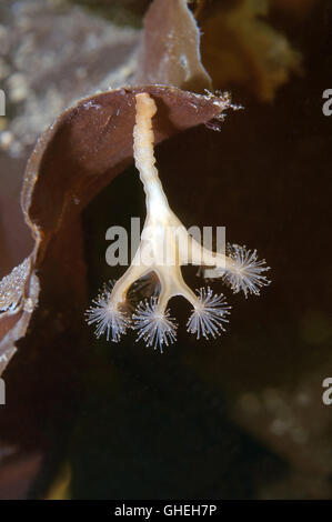 Stalked Jellyfish or Kaleidoscope Jellyfish (Lucernaria quadricornis ...