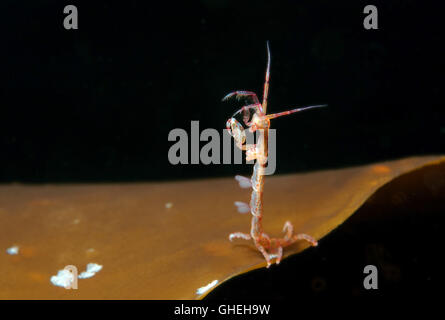 Linear Skeleton Shrimp or ghost shrimps (Caprella linearis) White sea ...