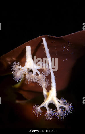 Two Stalked Jellyfish or Kaleidoscope Jellyfish (Lucernaria ...