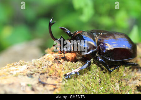 Mars elephant beetle (Megasoma mars) in Ecuador Stock Photo - Alamy