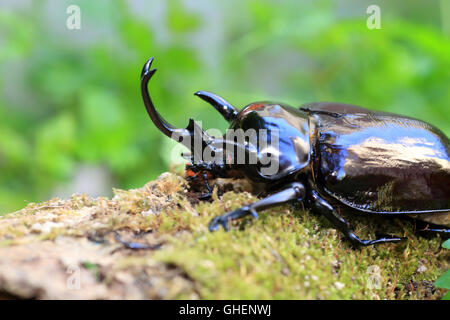 Mars elephant beetle (Megasoma mars) in Ecuador Stock Photo - Alamy