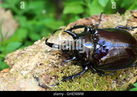 Mars elephant beetle (Megasoma mars) in Ecuador Stock Photo - Alamy