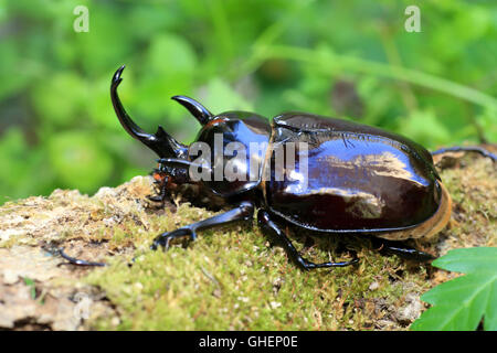 Mars elephant beetle (Megasoma mars) in Ecuador Stock Photo - Alamy