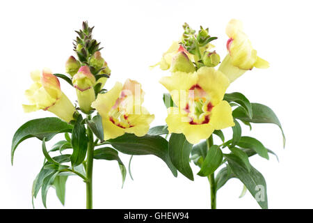 Antirrhinum 'Antirinca Yellow Maroon' Snapdragon Open flowered form of ...