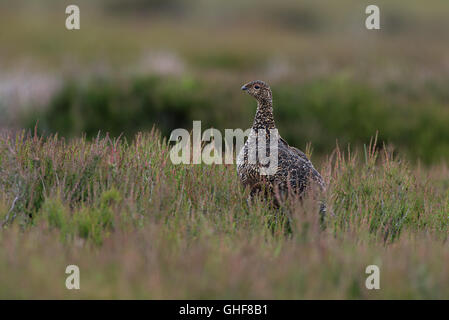 Female red grouse Stock Photo - Alamy