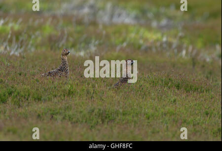 Male and Female Red Grouse - Lagopus lagopus scotica Stock Photo - Alamy