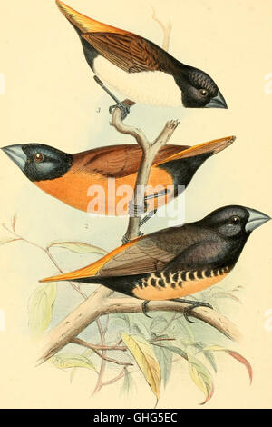 'A Monograph of the Weaver-Birds, Ploceidae, and Arboreal and ...
