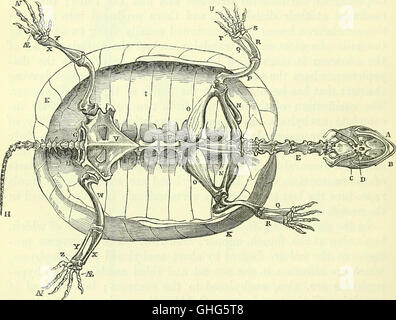 This book covers the anatomy of mammals, including structure, organ ...