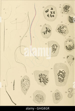 *Turbellaria* (1908) focuses on a class of free-living flatworms ...