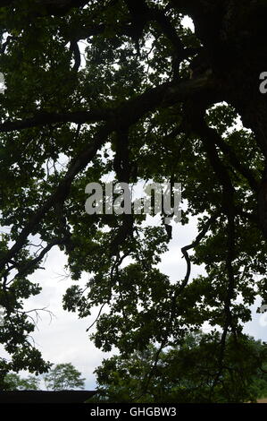 Secular oak tree Stock Photo - Alamy