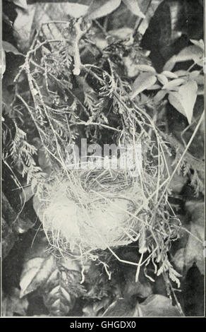 The *Avicultural Magazine* (1916) focuses on the care, breeding, and ...
