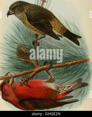 *The Avicultural Magazine* (1910) is dedicated to the care and breeding ...