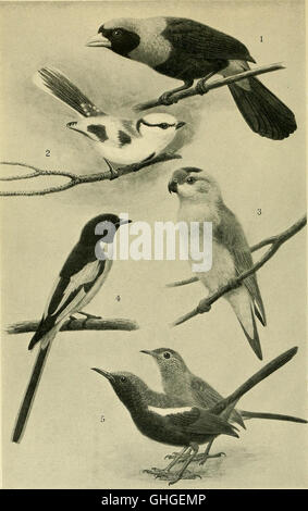 The 'Avicultural Magazine' (1912) focuses on the care and breeding of ...