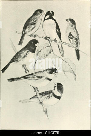 'Foreign Birds for Cage and Aviary' (1910) focuses on the care and ...