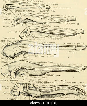 This work presents detailed photographs and illustrations of the pike ...