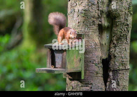 Shap, Cumbria, 28th September 2016. UK Weather: Red Squirrels play at ...