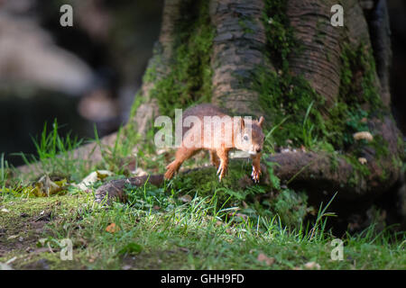 Shap, Cumbria, 28th September 2016. UK Weather: Red Squirrels play at ...