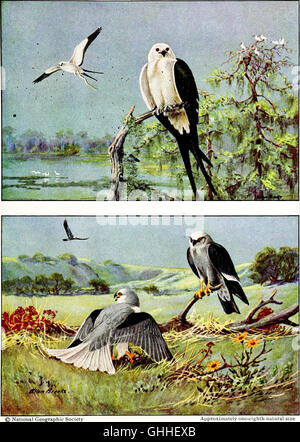 'Falconry, the Sport of Kings' (1920) explores the history and practice ...