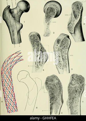 Journal of anatomy (1867 Stock Photo - Alamy