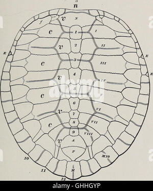 The American journal of science (1905 Stock Photo - Alamy