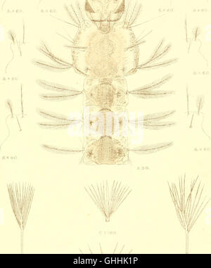 This journal, published between 1906-1908, documents research on ...