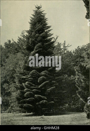 'Veitch's Manual of the Coniferae' provides an in-depth review of ...