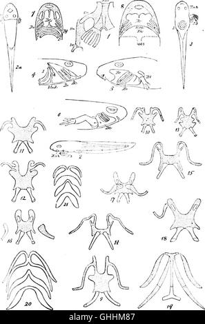 'The Batrachia of North America' (1889) is a study on the amphibian ...