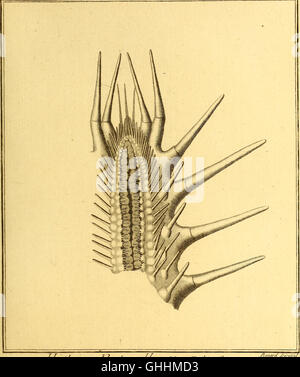 A 1791 work offering a detailed and methodical encyclopedic view of the ...