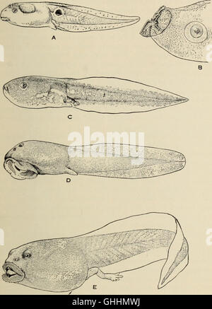 'The Biology of the Amphibia' (1931) is a comprehensive study of ...