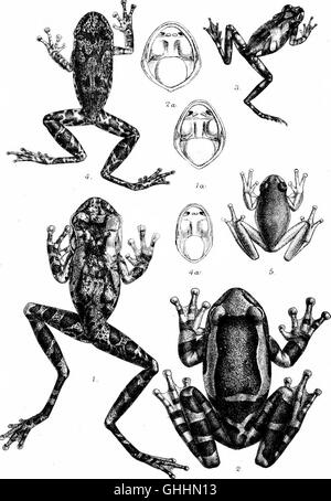 This 1882 catalogue lists the species of Batrachia (Amphibians ...