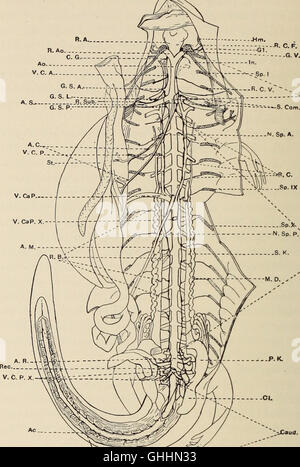 Published in 1931, 'The Biology of the Amphibia' explores the life ...