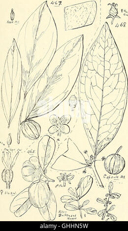 A comprehensive catalogue detailing the indigenous and naturalised ...