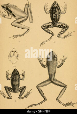 This 1882 catalog details the amphibians classified as *Batrachia ...