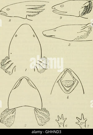 'The Batrachia of North America' (1963) is a comprehensive study of ...