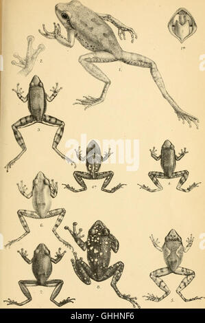 This 1882 catalog details the collection of amphibians, specifically ...