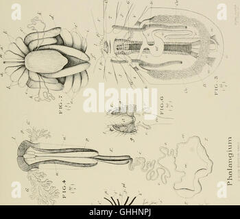 *Atlas of Comparative Anatomy of Invertebrates* (1888) is a detailed ...